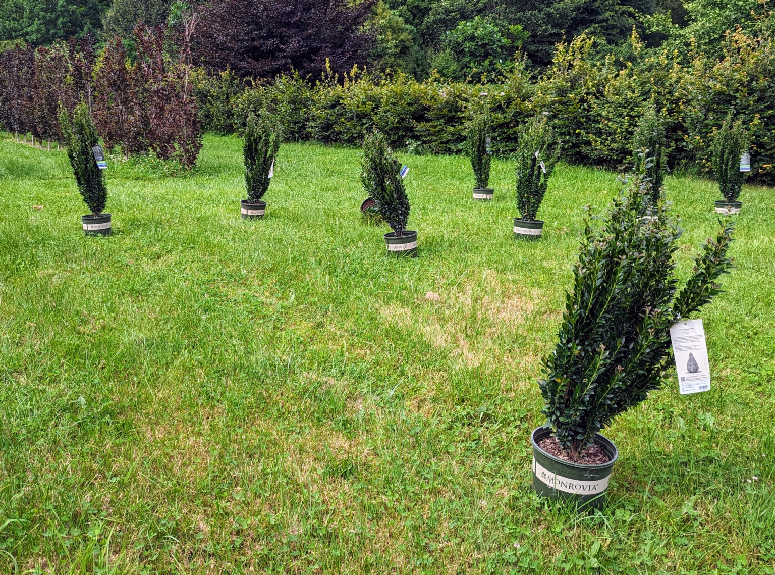 Planting Holly in My Maze - The Martha Stewart Blog
