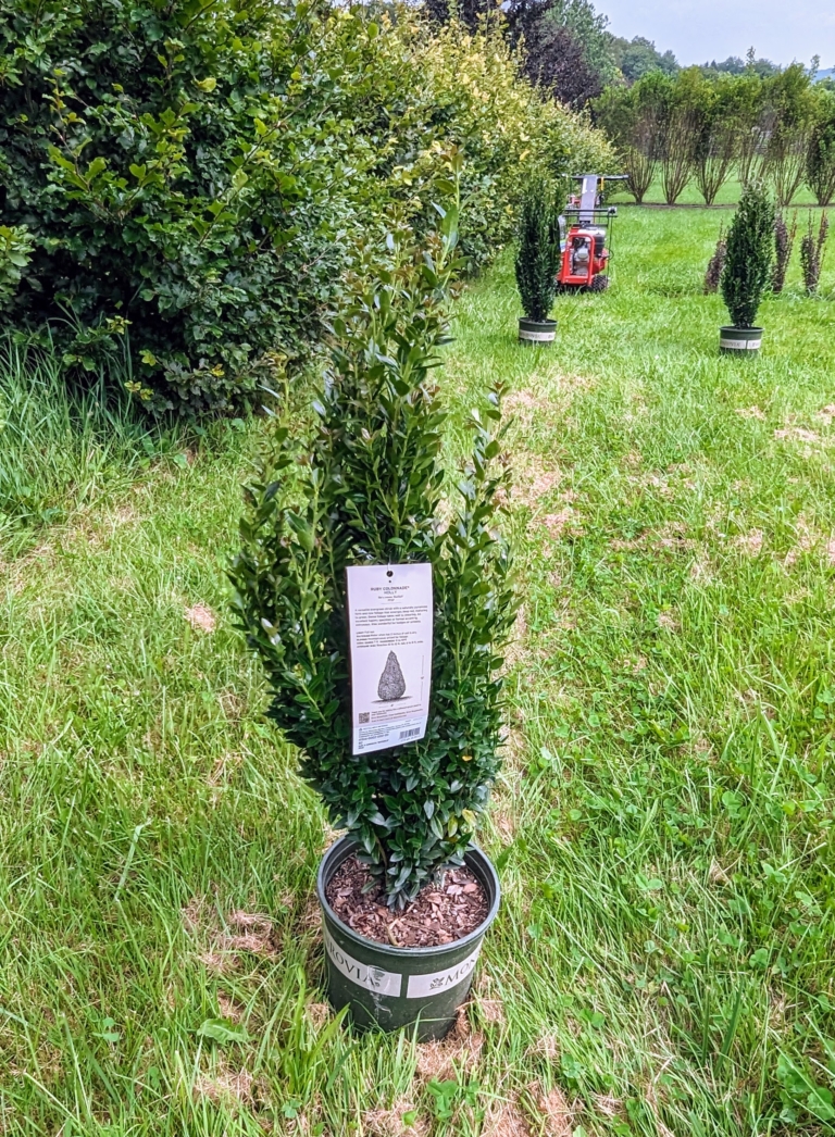 Planting Holly in My Maze - The Martha Stewart Blog
