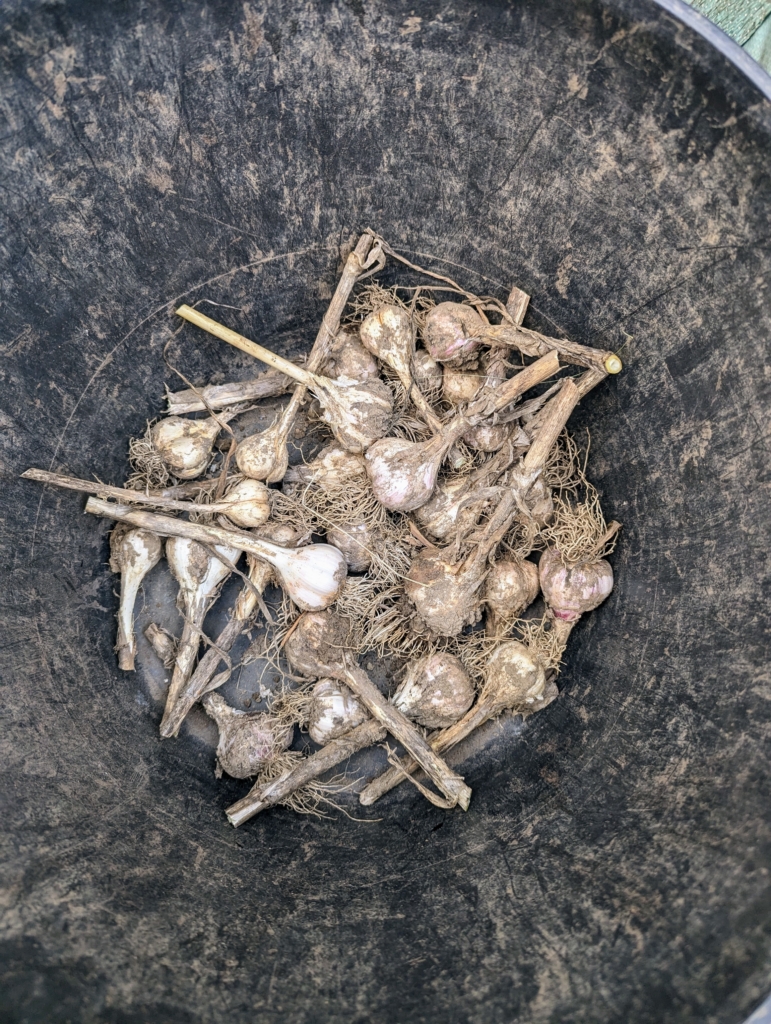 Picking Garlic at the Farm - The Martha Stewart Blog