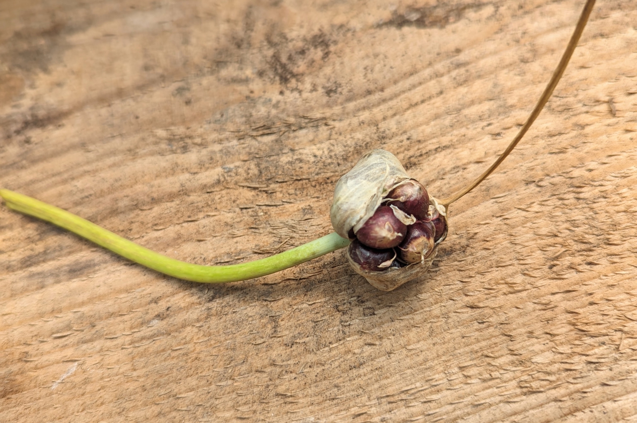 Picking Garlic at the Farm - The Martha Stewart Blog
