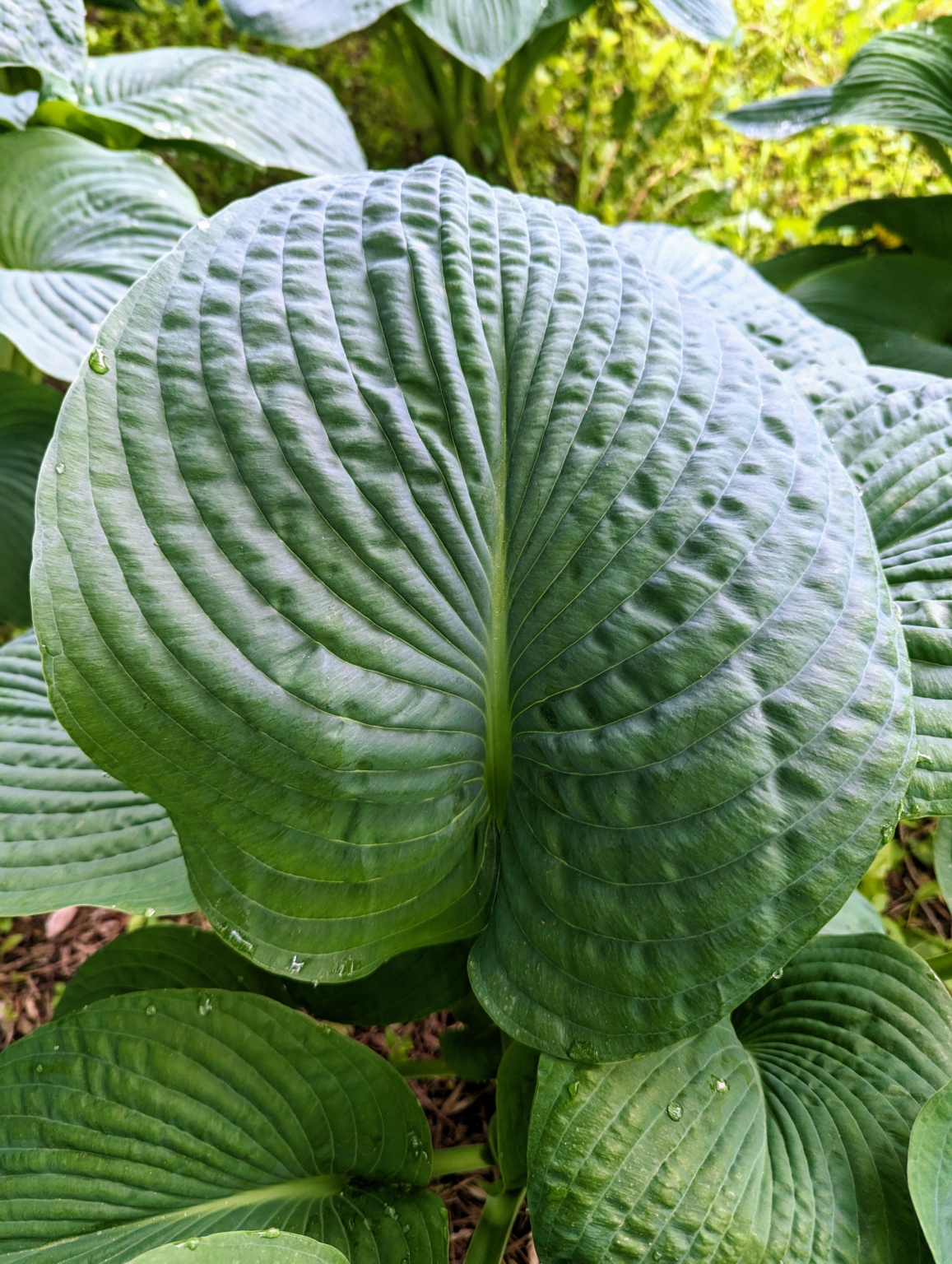 Planting Hostas in a Shade Garden - The Martha Stewart Blog