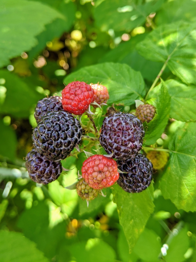 Picking Red and Black Raspberries at My Farm - The Martha Stewart Blog