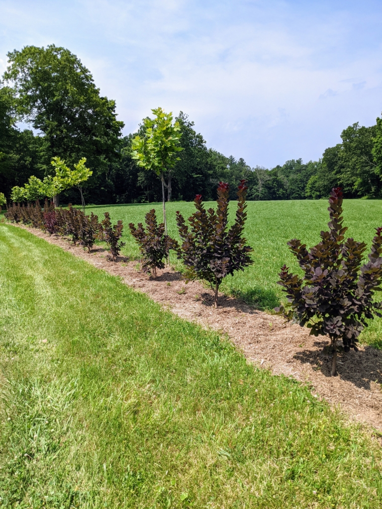 Planting Cotinus from Monrovia - The Martha Stewart Blog