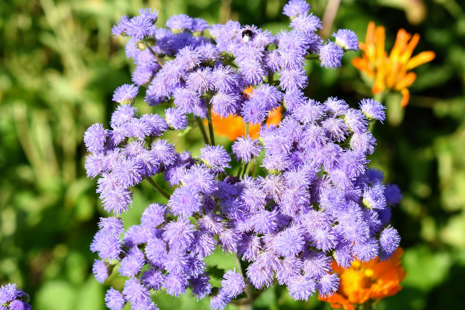 Mid-August in My Flower Garden - The Martha Stewart Blog