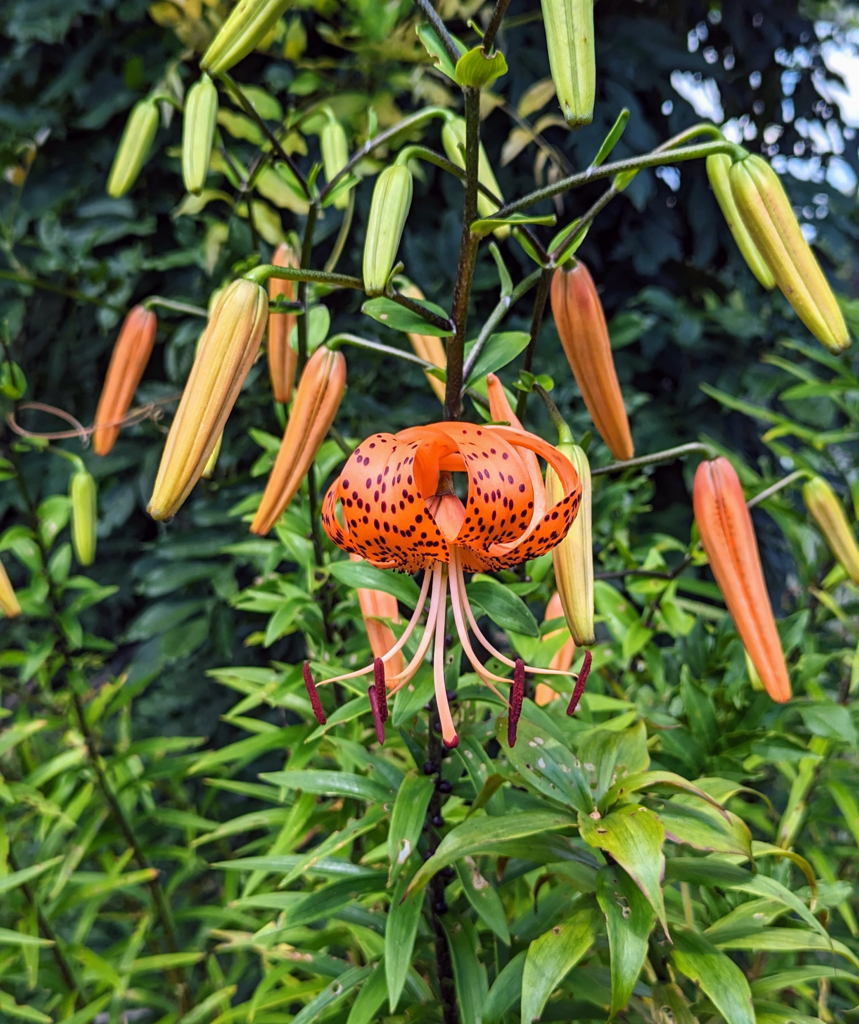 My Long Pergola in Summer - The Martha Stewart Blog