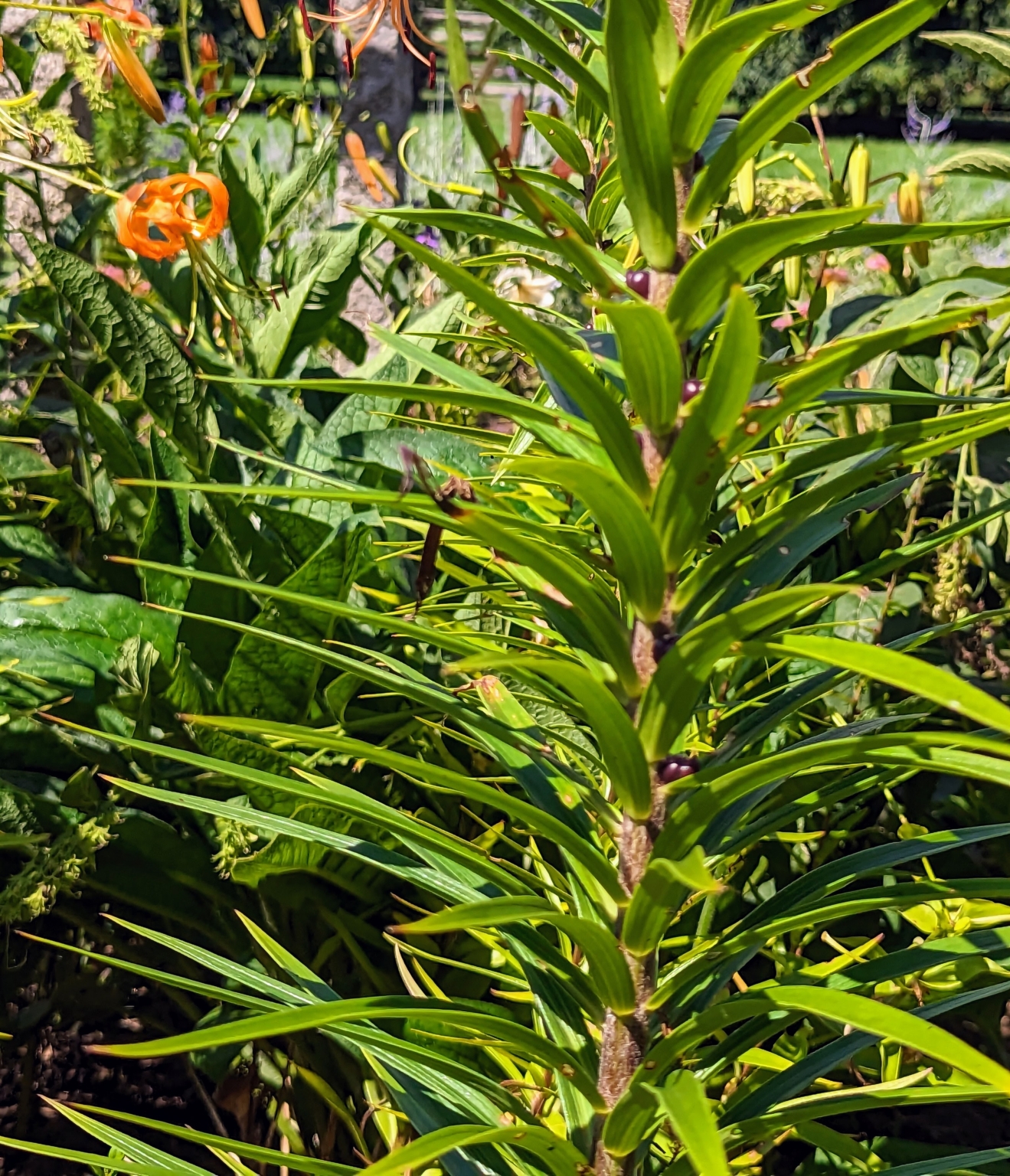 My Long Pergola in Summer - The Martha Stewart Blog