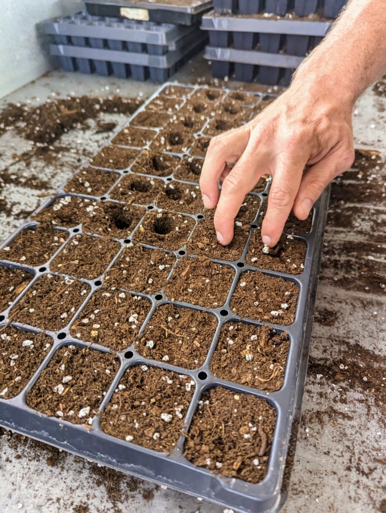Starting Vegetables from Seed for a Fall Harvest - The Martha Stewart Blog