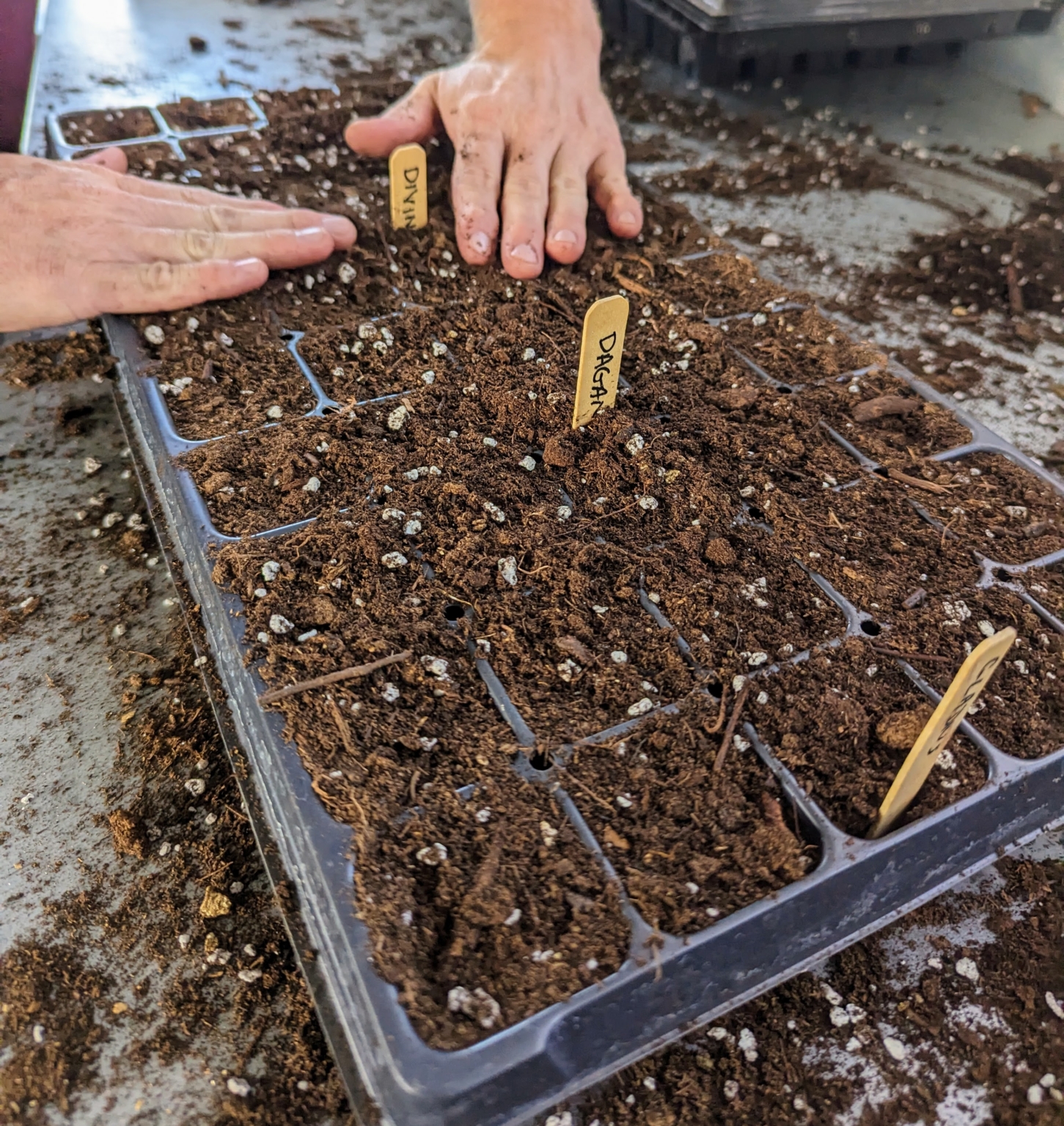 Starting Vegetables from Seed for a Fall Harvest - The Martha Stewart Blog