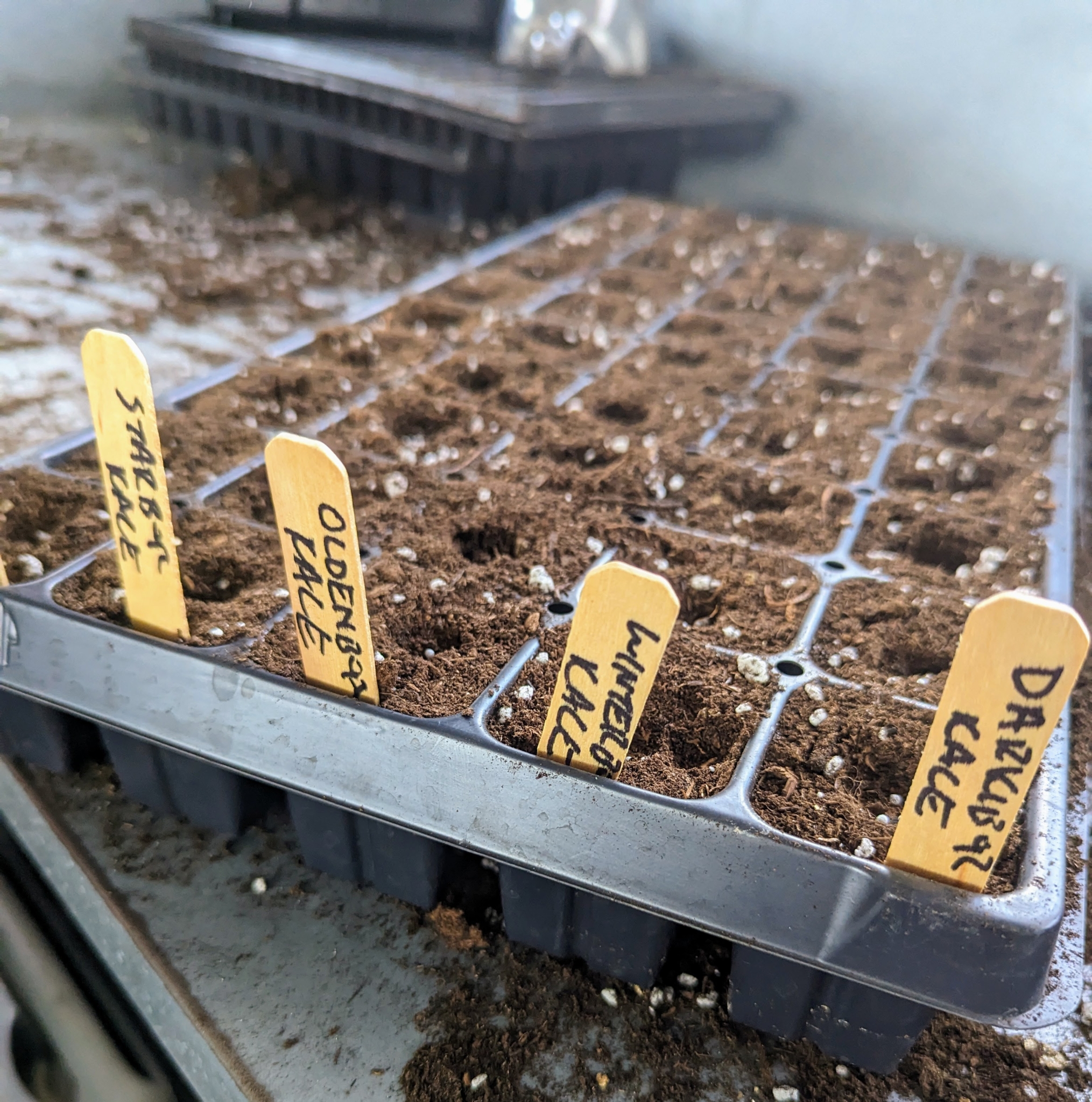 Starting Vegetables from Seed for a Fall Harvest - The Martha Stewart Blog