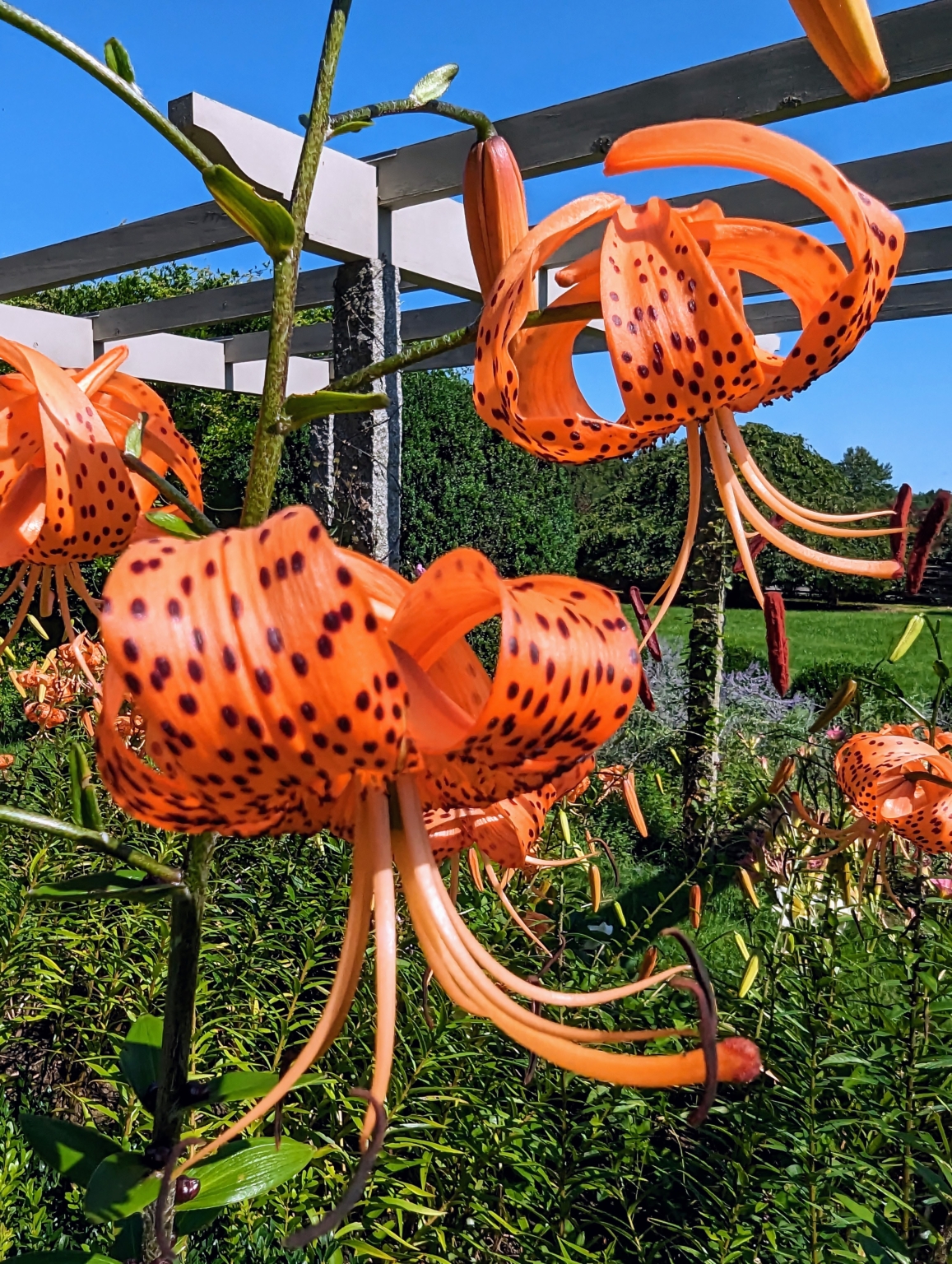 My Long Pergola in Summer - The Martha Stewart Blog