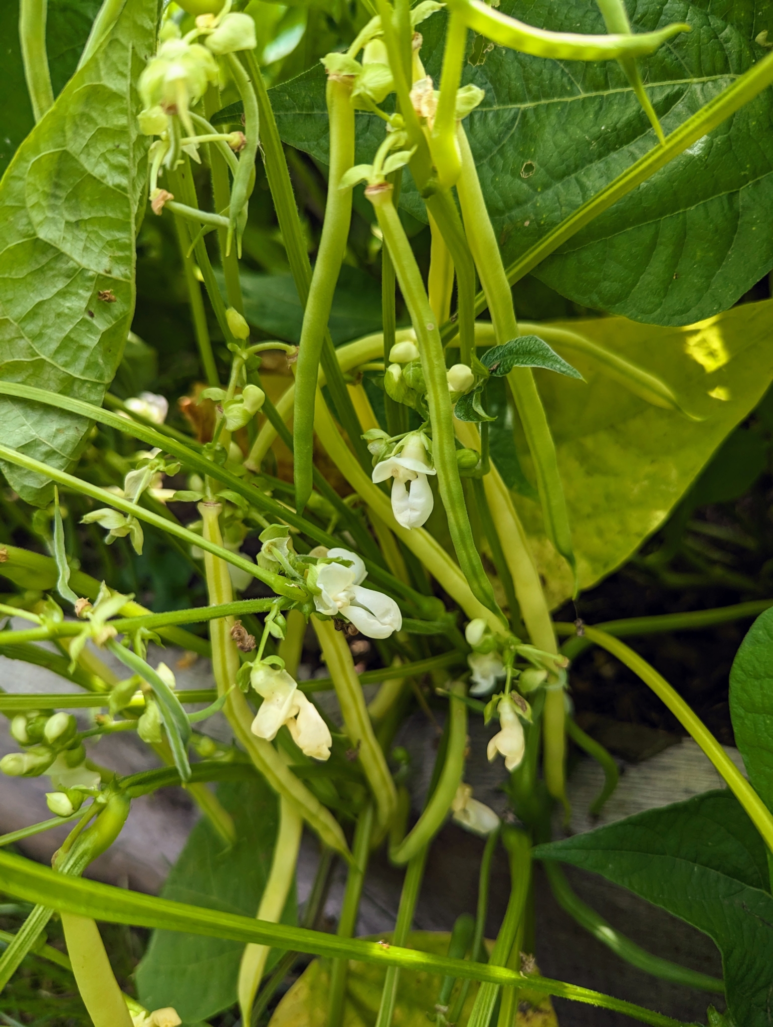 Picking Beans, Eggplants, Beets, and More... - The Martha Stewart Blog