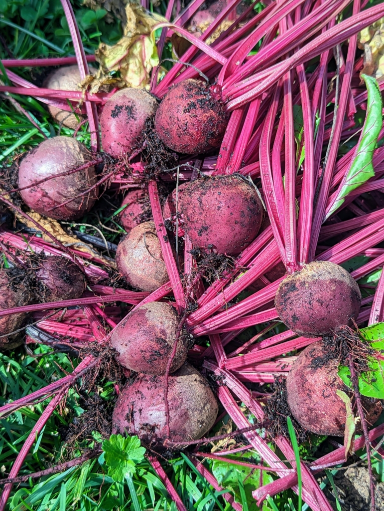 Picking Beans, Eggplants, Beets, and More... - The Martha Stewart Blog