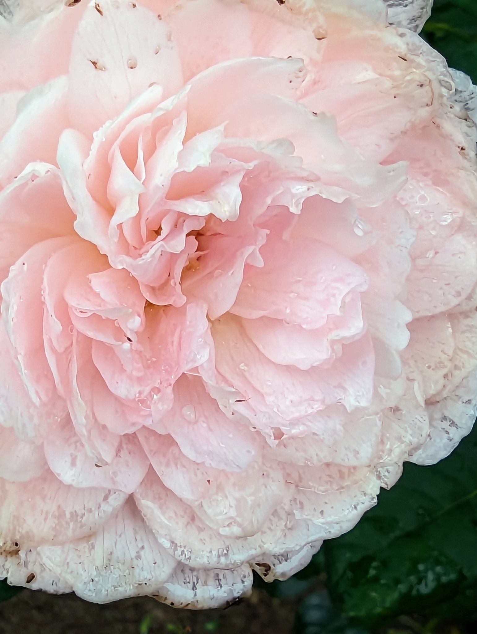 The Martha Stewart Blog : Blog Archive My Garden of Roses in August ...