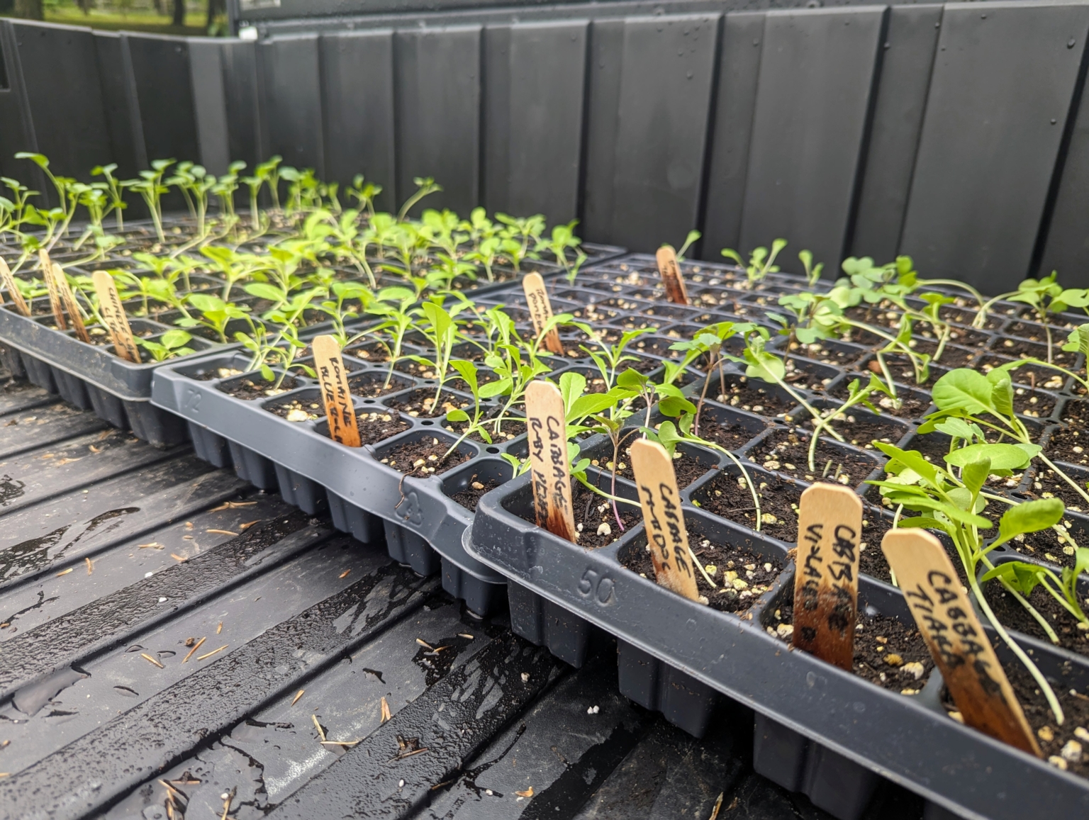 Planting Brassica Seedlings for Fall - The Martha Stewart Blog