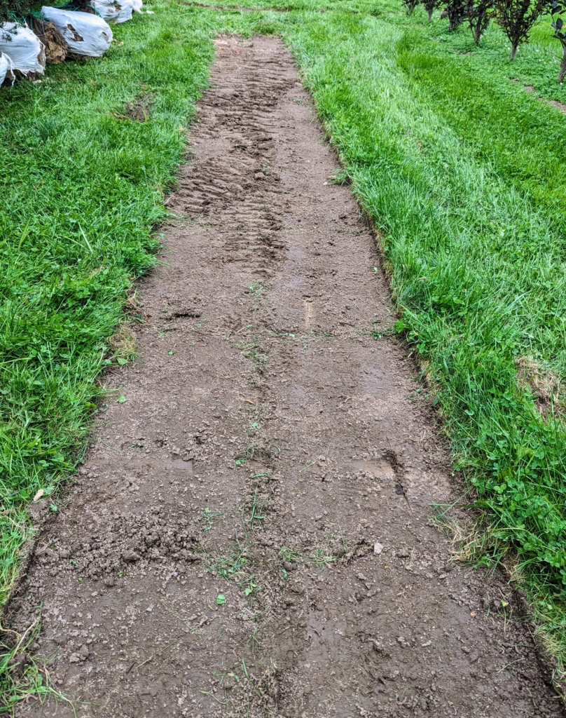 Yew Trees for My Living Maze - The Martha Stewart Blog