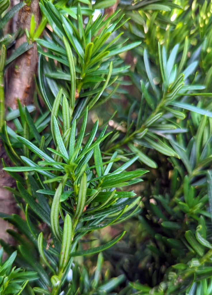 Yew Trees for My Living Maze - The Martha Stewart Blog