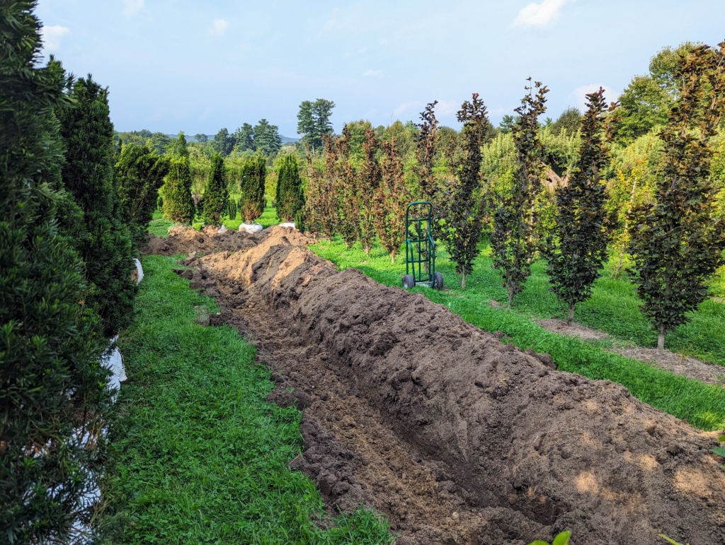 The Martha Stewart Blog : Blog Archive Yew Trees for My Living Maze ...