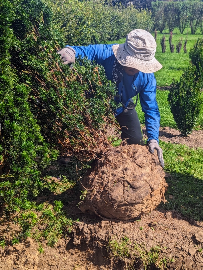 Yew Trees for My Living Maze - The Martha Stewart Blog