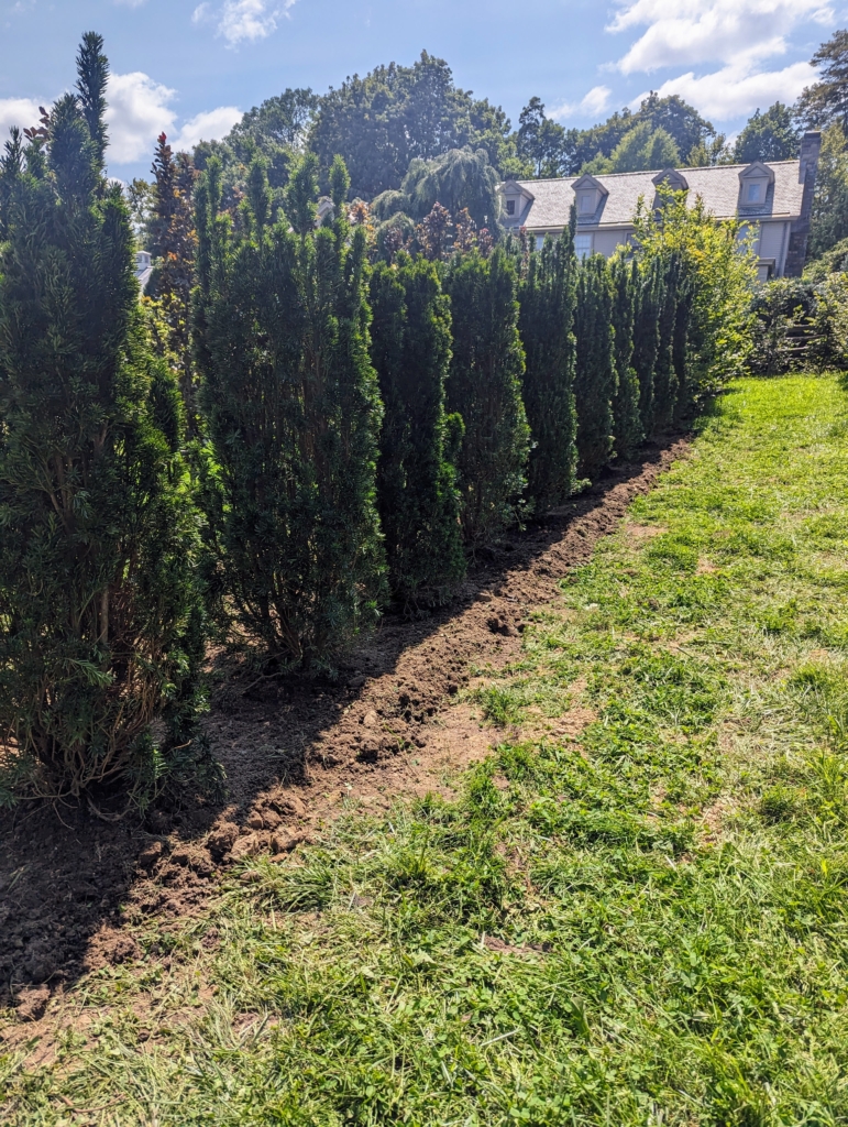The Martha Stewart Blog : Blog Archive Yew Trees for My Living Maze ...