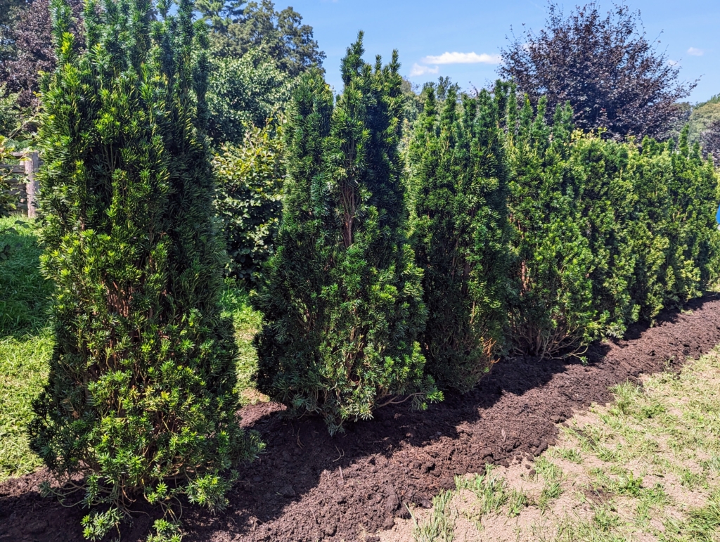 The Martha Stewart Blog : Blog Archive Yew Trees for My Living Maze ...