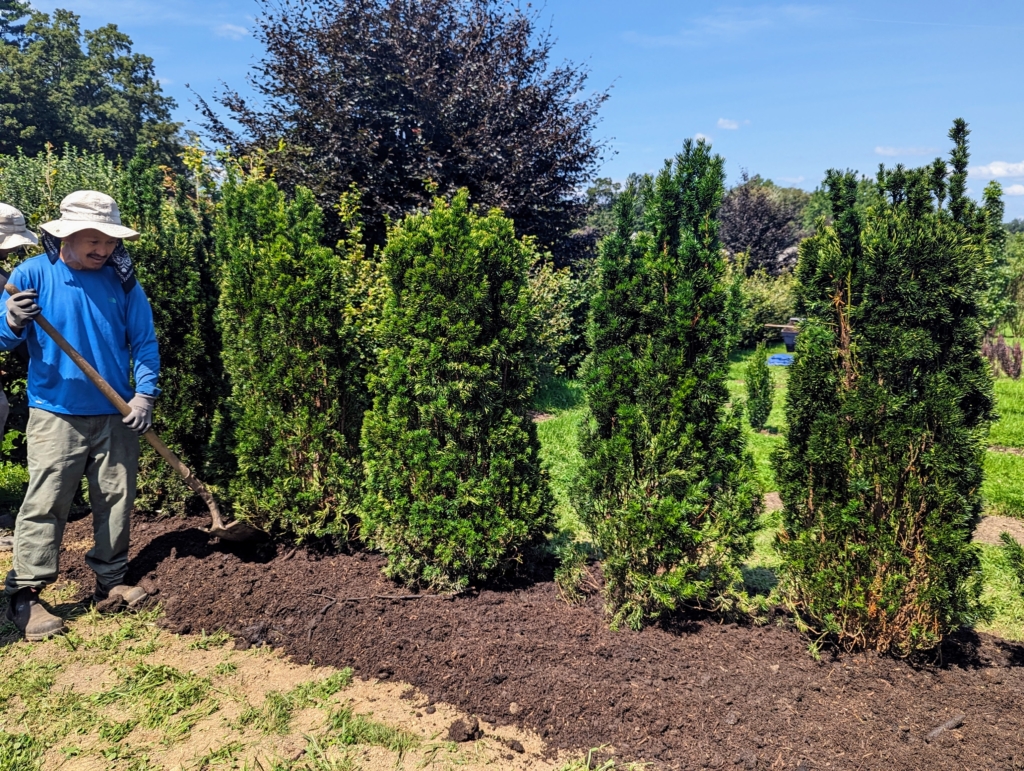 Yew Trees for My Living Maze - The Martha Stewart Blog
