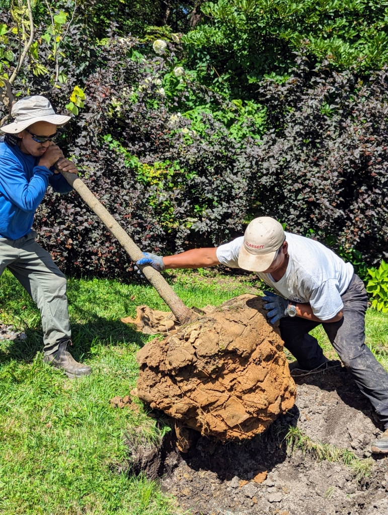 Planting Eastern Redbud Trees at the Farm - The Martha Stewart Blog