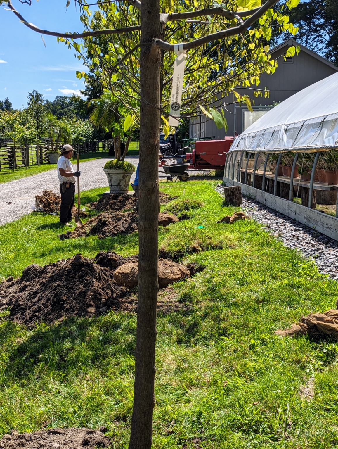 Planting Eastern Redbud Trees at the Farm - The Martha Stewart Blog