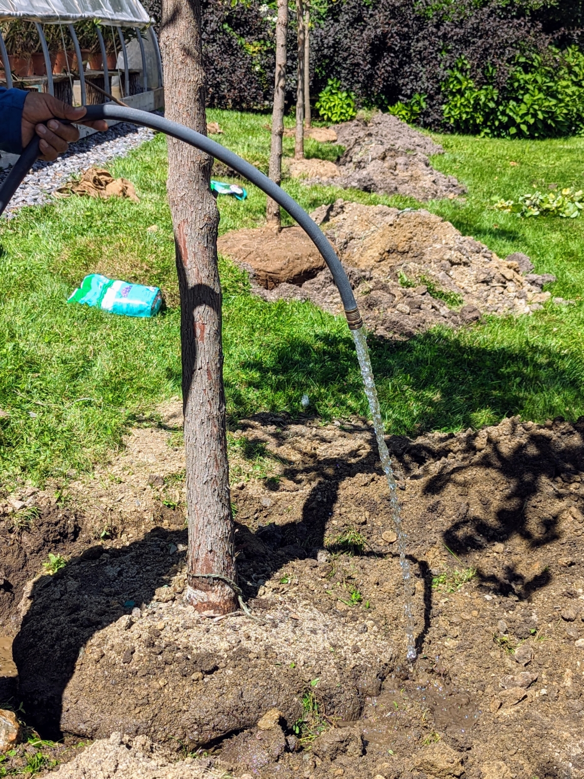 Planting Eastern Redbud Trees at the Farm - The Martha Stewart Blog