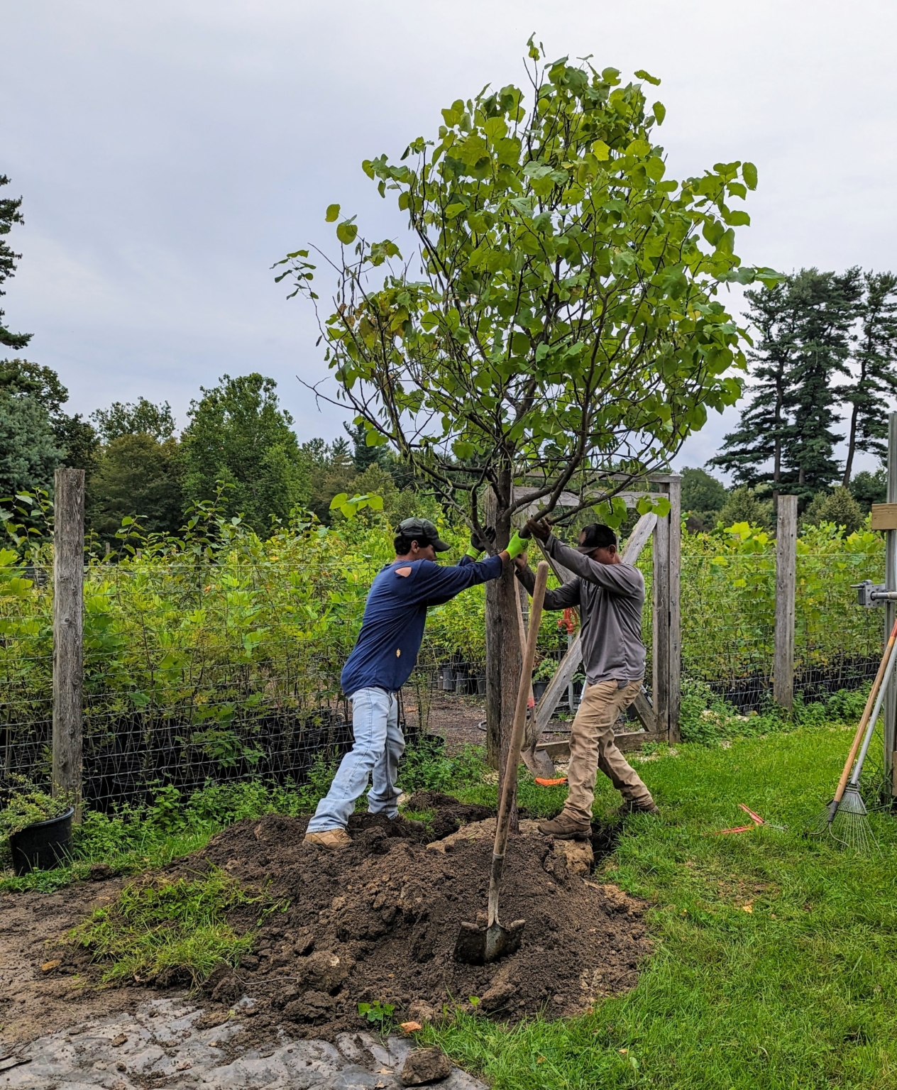 Planting Eastern Redbud Trees at the Farm - The Martha Stewart Blog