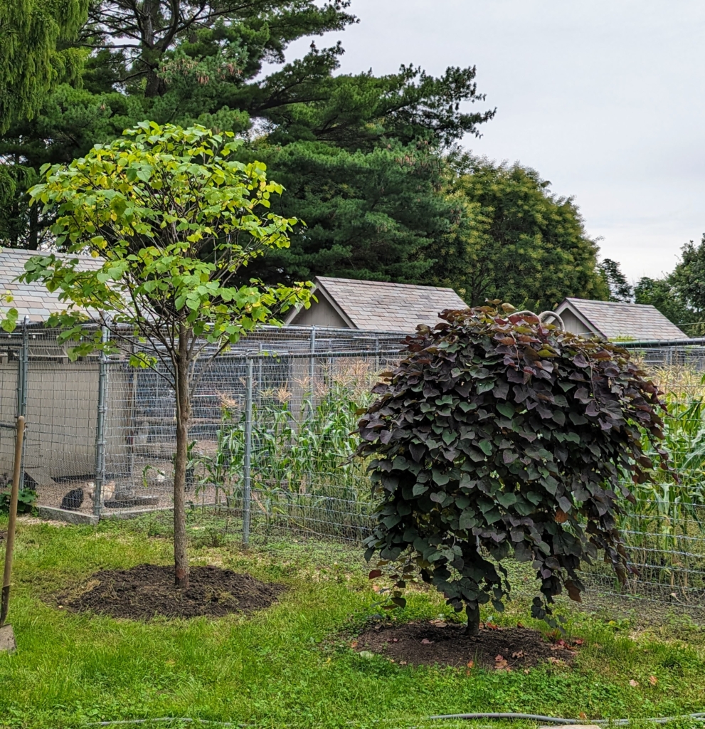 Planting Eastern Redbud Trees at the Farm - The Martha Stewart Blog