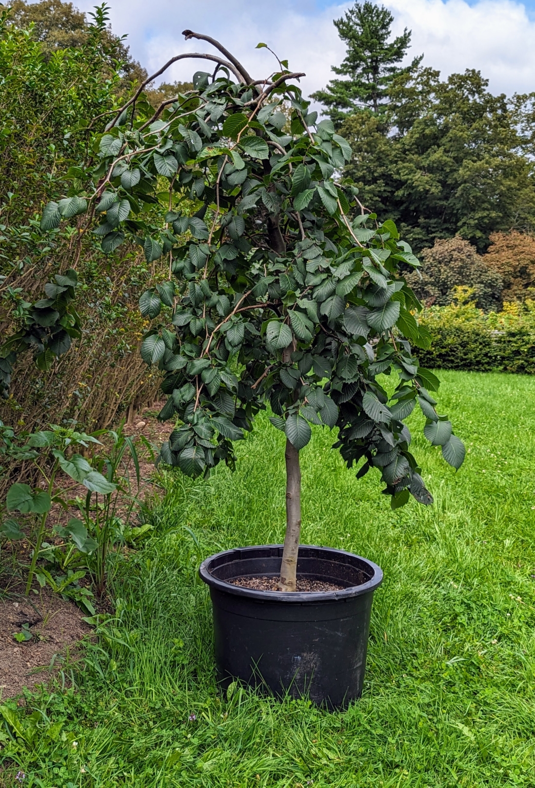 Planting Weeping Camperdown Elms in the Maze - The Martha Stewart Blog
