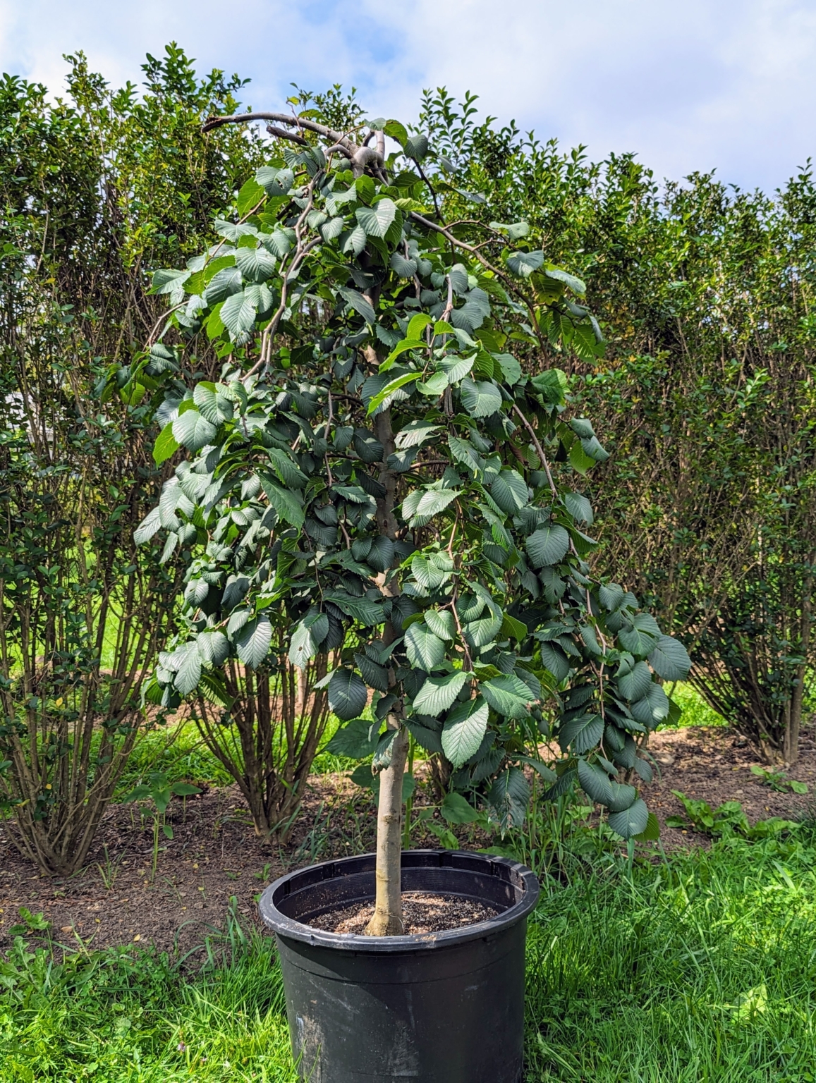 Planting Weeping Camperdown Elms in the Maze - The Martha Stewart Blog