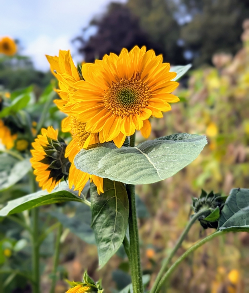 The Sunflowers are Blooming - The Martha Stewart Blog