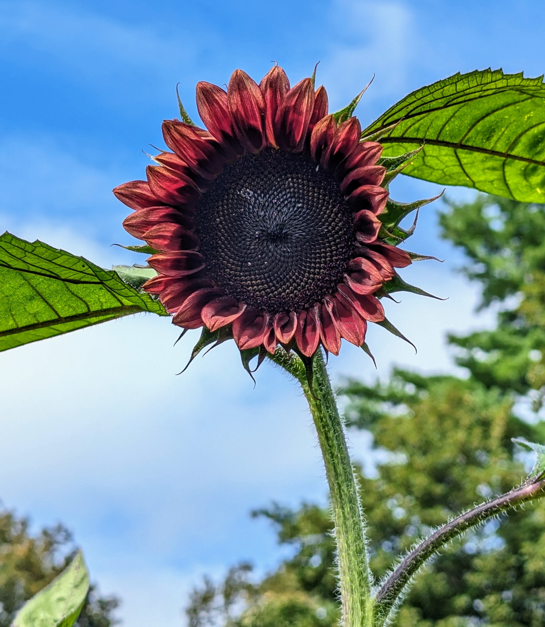 The Sunflowers are Blooming - The Martha Stewart Blog