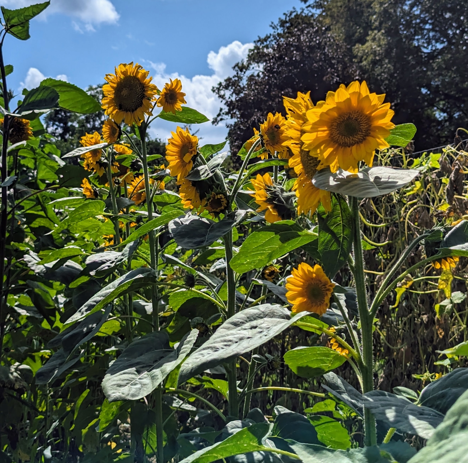 The Martha Stewart Blog : Blog Archive The Sunflowers are Blooming ...