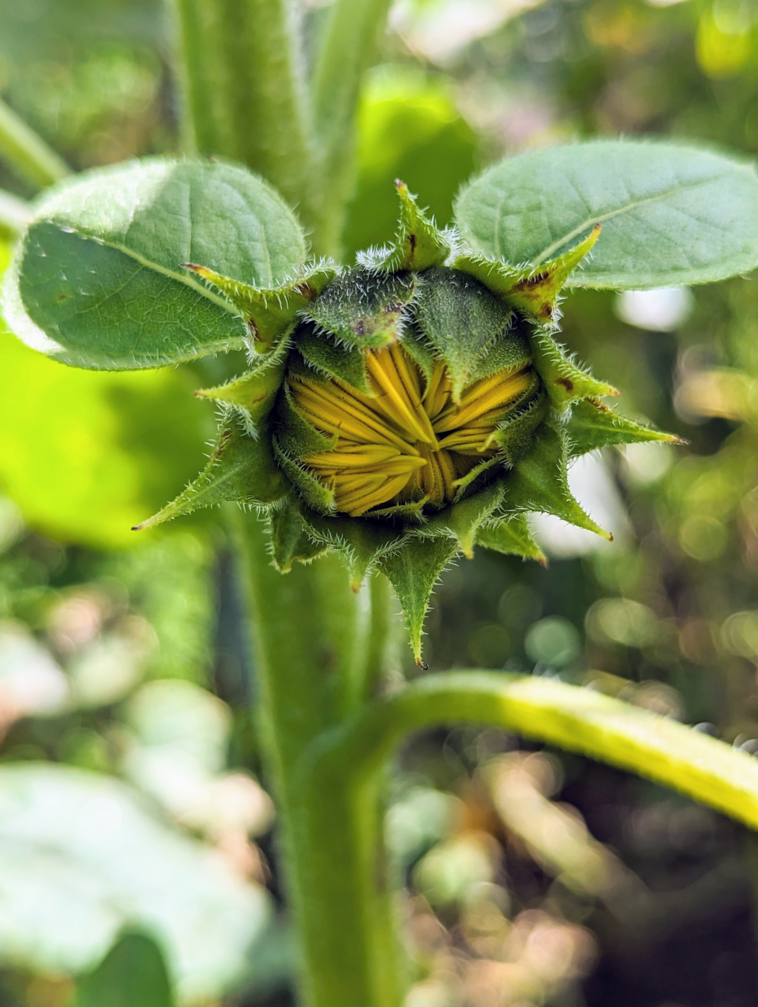 The Sunflowers are Blooming - The Martha Stewart Blog