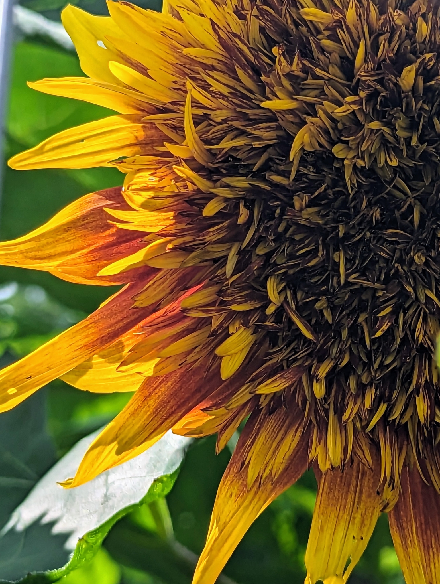 The Sunflowers are Blooming - The Martha Stewart Blog