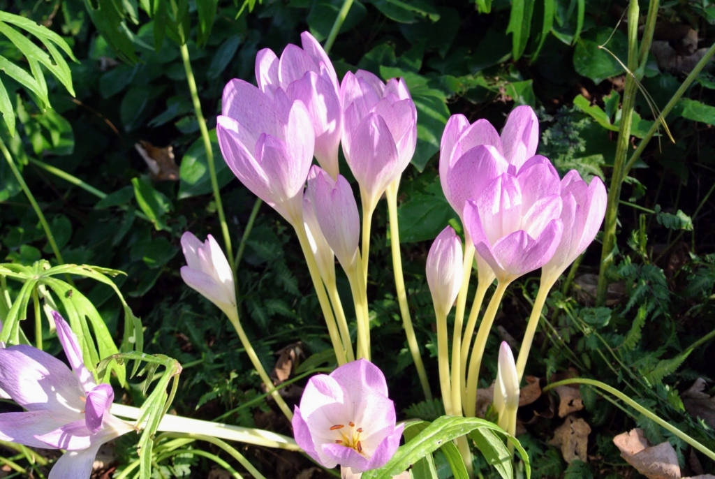 The Martha Stewart Blog : Blog Archive Early Autumn Color in the ...