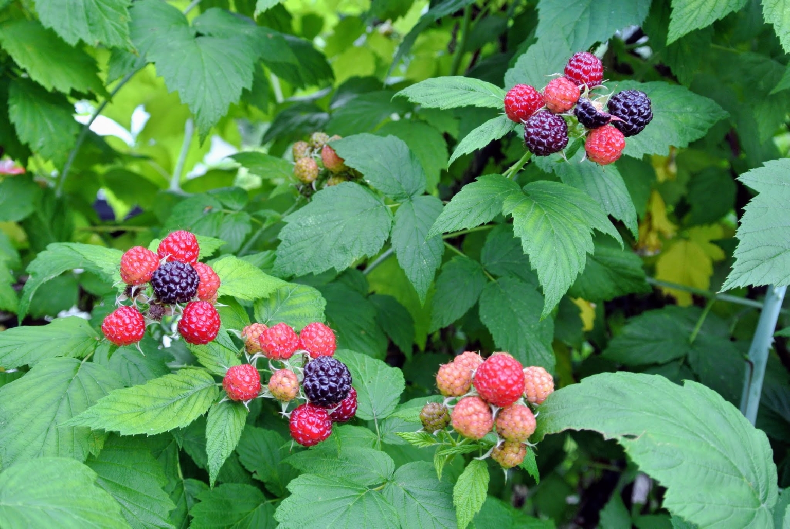 Maintaining the Raspberry Bushes - The Martha Stewart Blog
