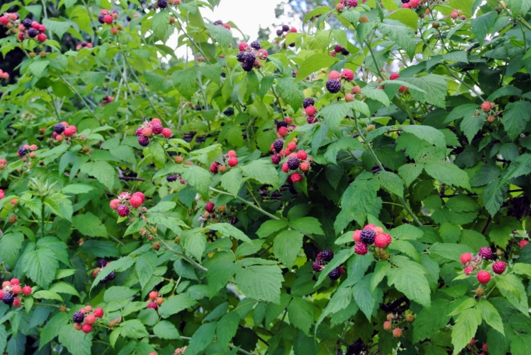 Maintaining the Raspberry Bushes - The Martha Stewart Blog