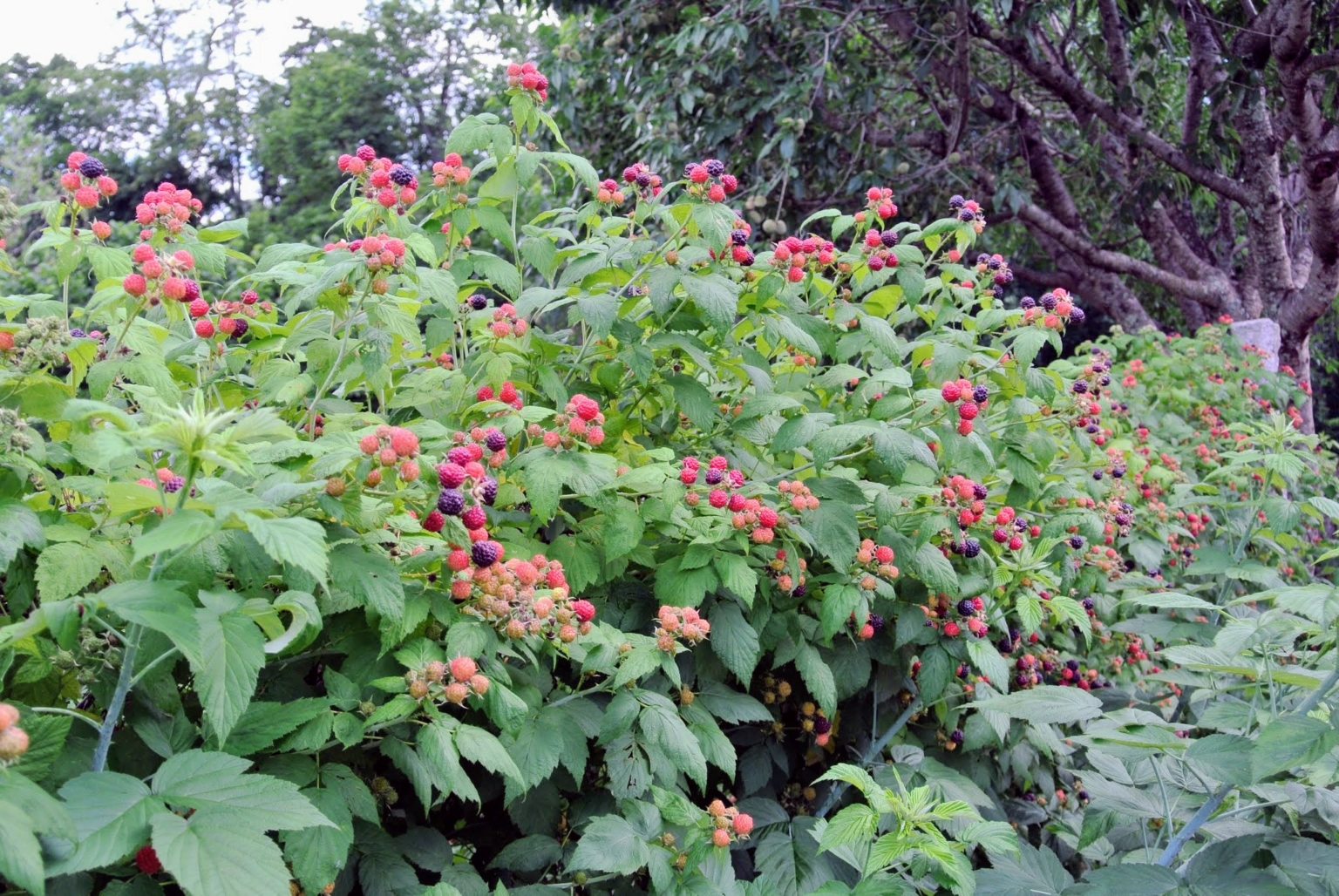 Maintaining the Raspberry Bushes - The Martha Stewart Blog