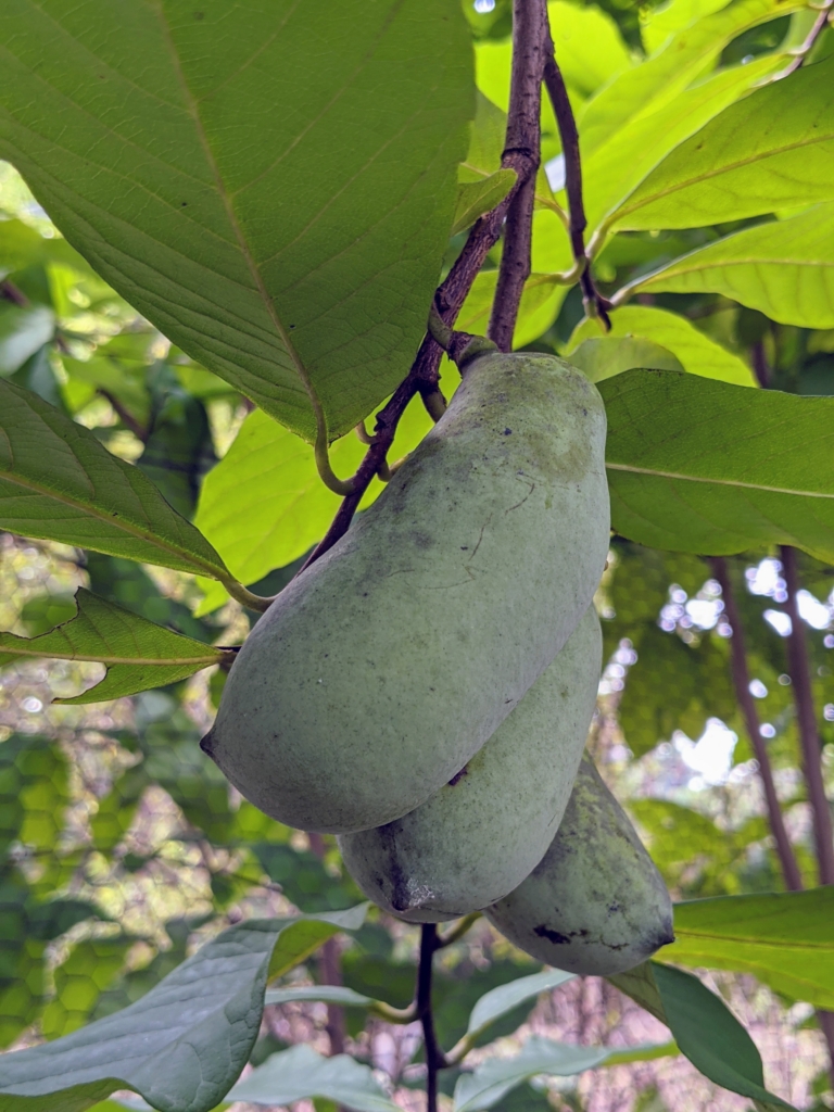 Fruits Growing at My Farm - The Martha Stewart Blog
