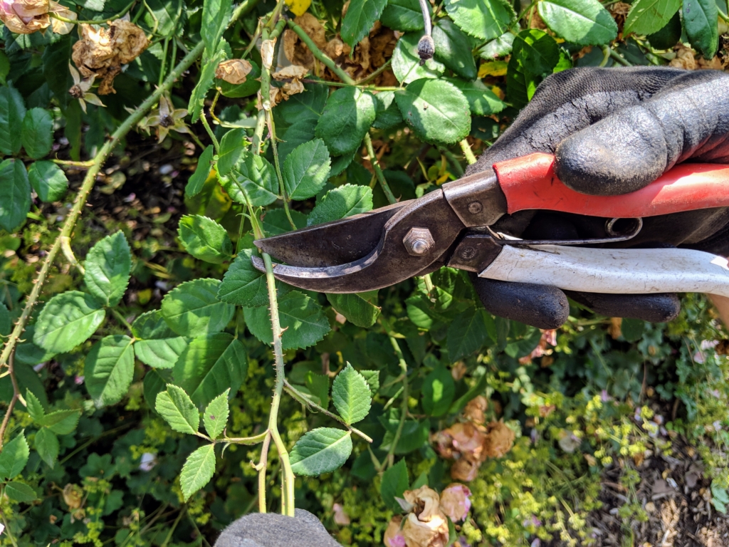 The Martha Stewart Blog : Blog Archive Sharpening Garden Pruners - The ...