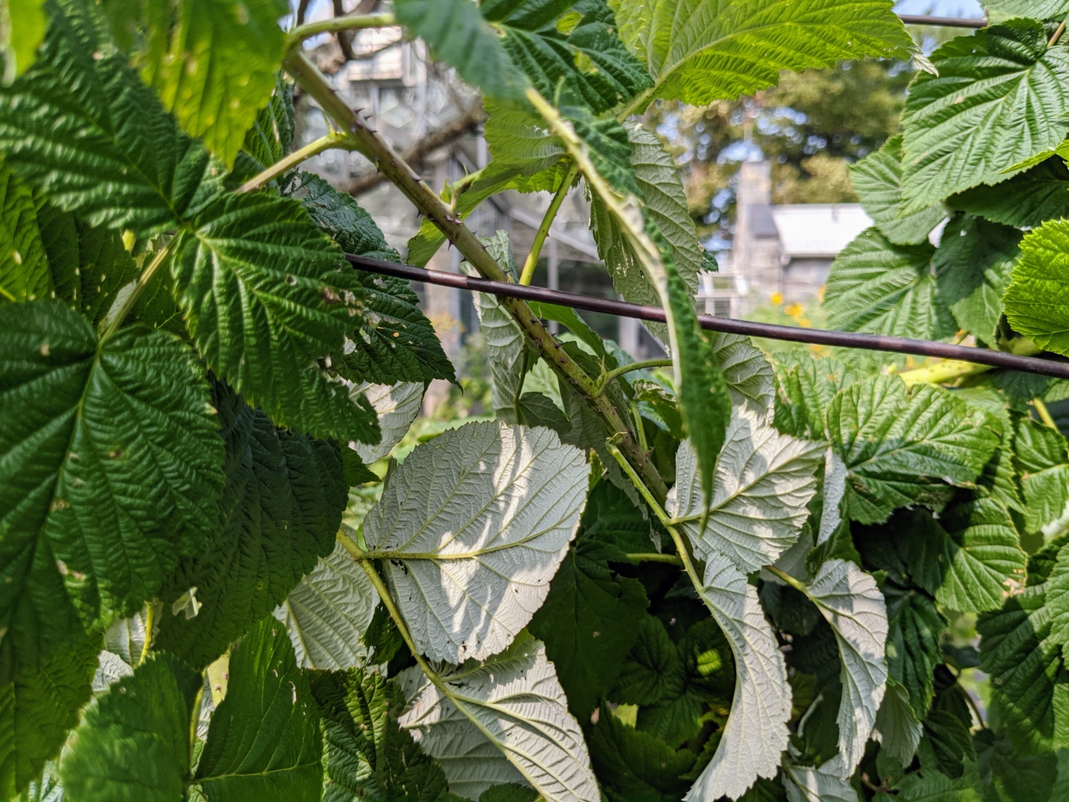 Maintaining the Raspberry Bushes - The Martha Stewart Blog