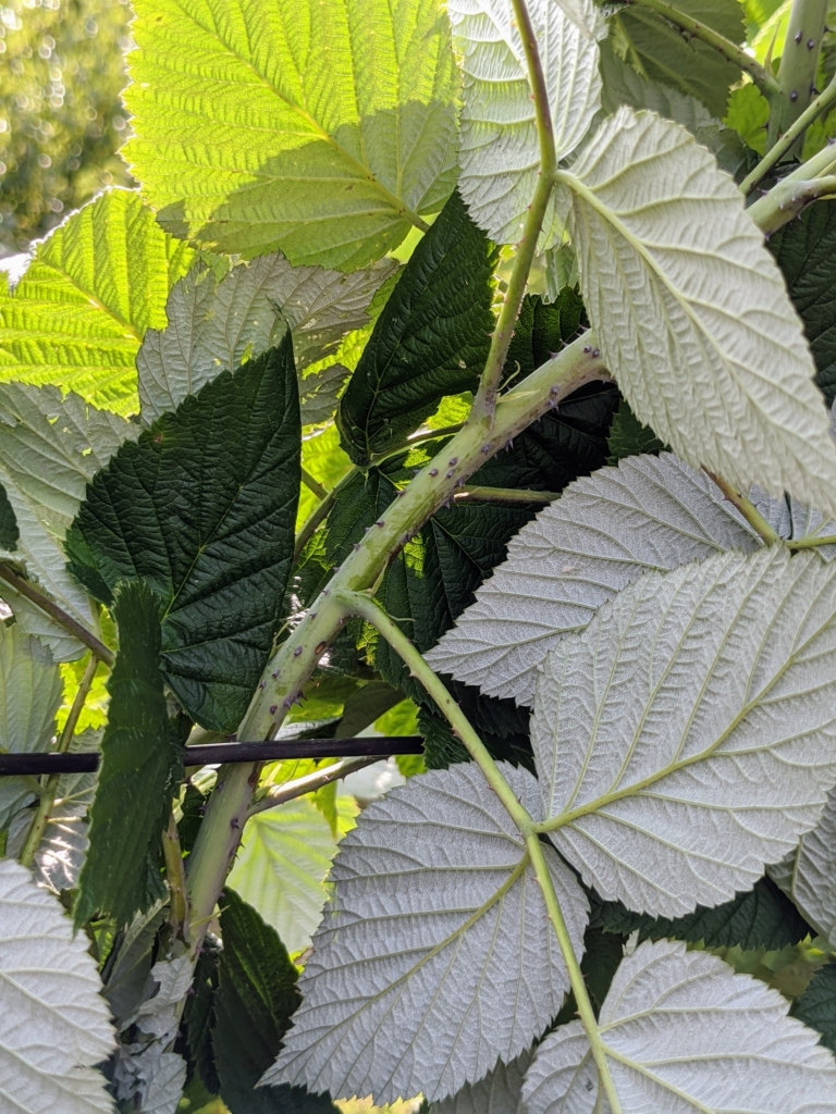 Maintaining the Raspberry Bushes - The Martha Stewart Blog