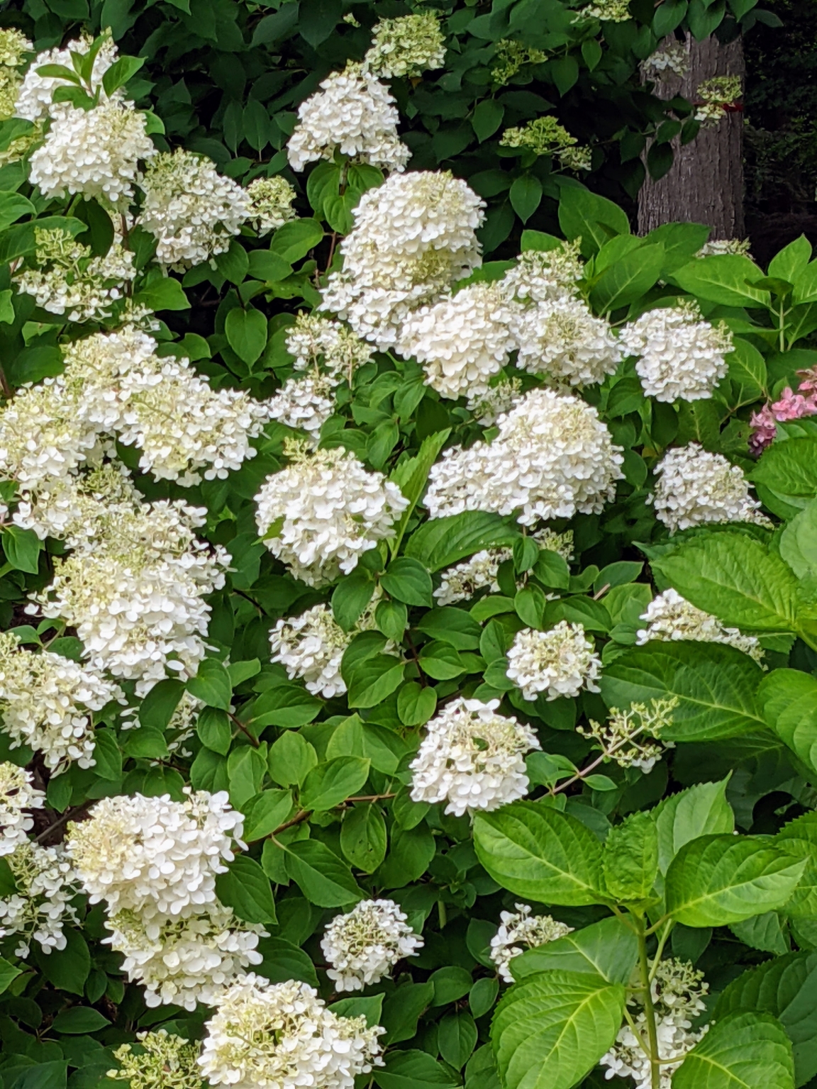 Adding Hydrangeas to My Perennial Border - The Martha Stewart Blog