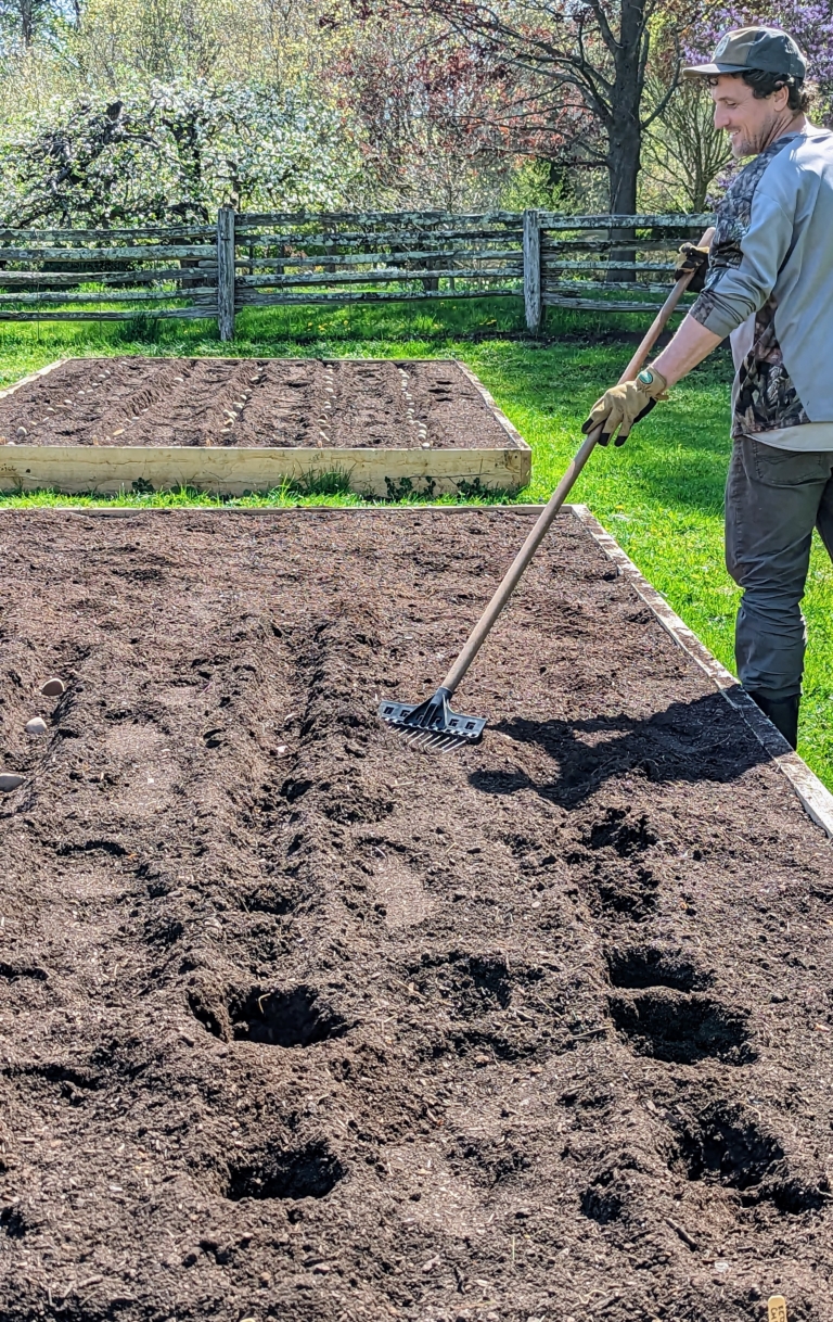 Picking the Year's First Potatoes - The Martha Stewart Blog