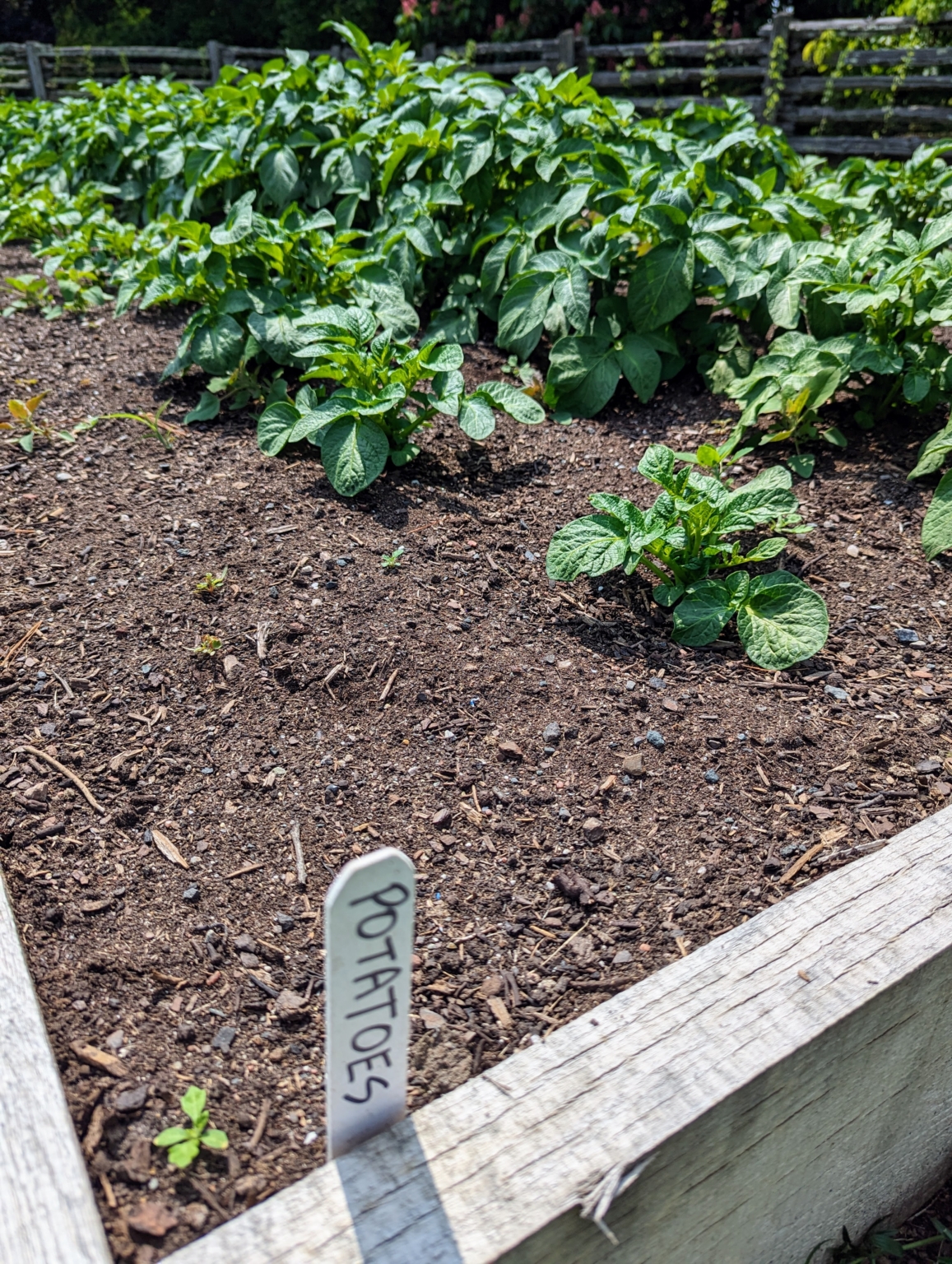 Picking the Year's First Potatoes - The Martha Stewart Blog