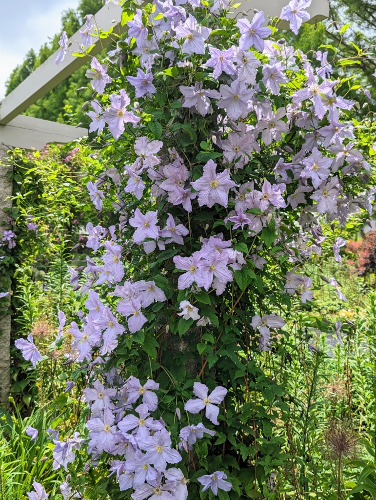 Planting Clematis, the Queen of Climbers - The Martha Stewart Blog