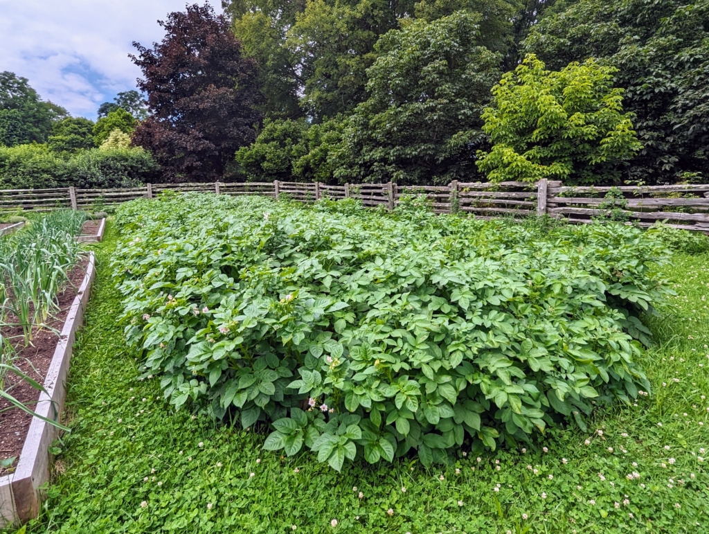 Picking the Year's First Potatoes - The Martha Stewart Blog